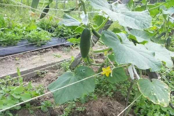 Spraying cucumbers