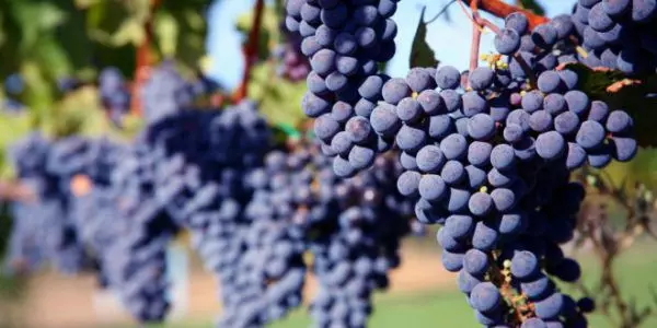 Vinograd carmener