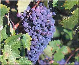 Vinograd Carmery