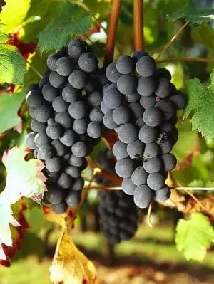 Vinograpp Carmery