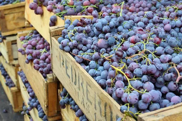 Vinograd carmerery