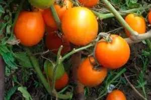 Descrição da variedade de tomate Um presente de fadas e suas características