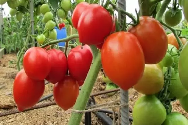Cilt tomatov