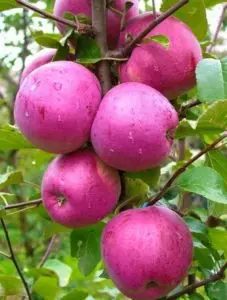 תיאור ומאפיינים של מגוון של תפוח ליברטי, הנחיתה וטיפול