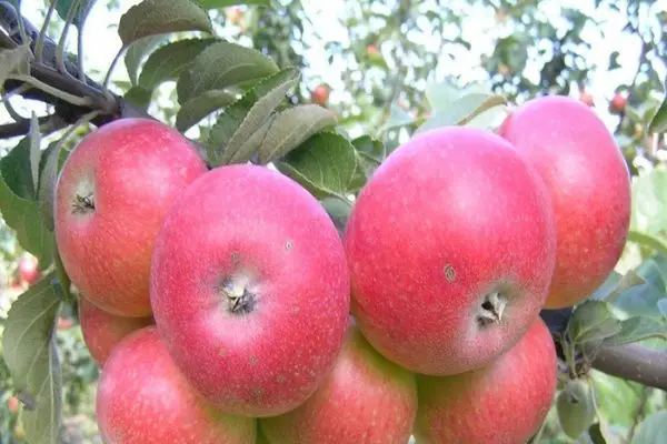 תפוחים פירות
