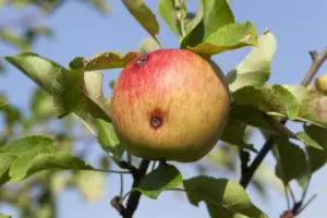 Solucan elma ile nasıl başa çıkılır ve püskürtme, işleme kuralları