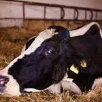 Bingkai CRS: patogen dan gejala pada sapi, metode perawatan dan kemungkinan bahaya 4726_4
