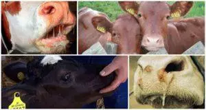 Príznaky a príčiny stomatitídy v krave, metódy liečenia hovädzieho dobytka a prevencie