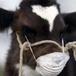 सीआरएस फ्रेम: गायी, उपचार पद्धती आणि संभाव्य धोक्यात रोगजन आणि लक्षणे 4726_9