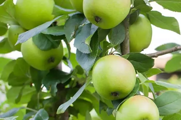 Pokok Apple di cawangan