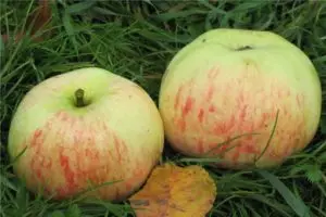 Apple Dariaの様々な説明、栽培の特殊性、長所および短所、収量
