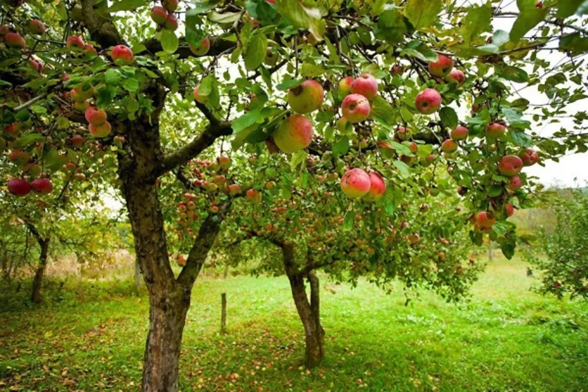 美しいリンゴの木