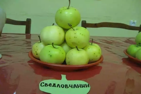 Apple Tree Sverdlovchanin