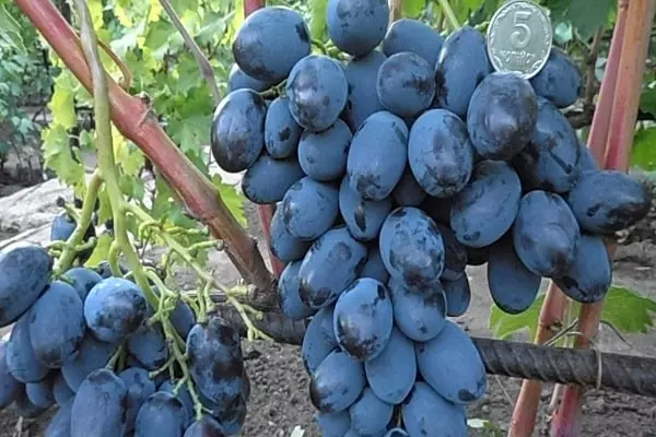 Grapes Katalonya