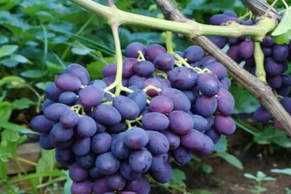 Lomljeno grozdje