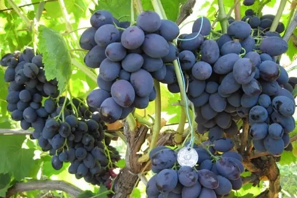Fidane të rrushit