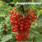 I-Smorodina Red Andreychenko: Inkcazo yeentlobo, zokufika nokukhula 4731_1
