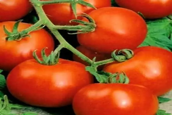 Care kanggo tomat