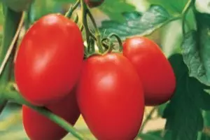 Priskribo kaj karakterizaĵoj de hibrida tomata vario Yaki F1