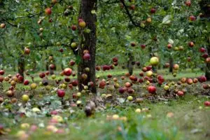 Reasons why the apple tree can reset the fruits before their ripening and what to do