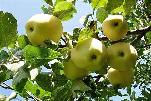 Apple tree on a branch