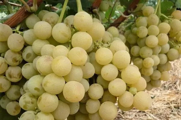 Buah anggur buah