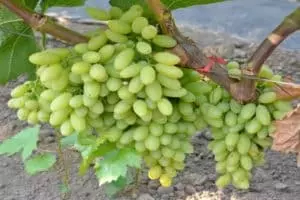 Keterangan anggur Kishamish 342, kebaikan dan keburukannya, nasihat mengenai pertumbuhan dan penjagaan