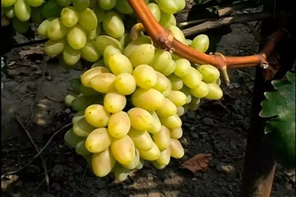 vine berry