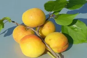 Kuvaus aprikoosien Kichiginsky, viljely, lasku ja hoito