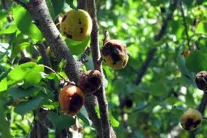 Wat om te doen in dobbel en ander siektes in appelkoos, behandeling met chemikalieë en folk remedies