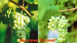Beskrivelse og historie om druer druer Riesling, regler for sin dyrking
