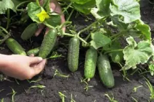 De beste variëteiten, regels voor het planten en groeiende komkommers in de open grond in Siberië