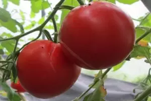 Tomato Tomoso Tomato Sibean, litšobotsi tsa hae le tsa hae