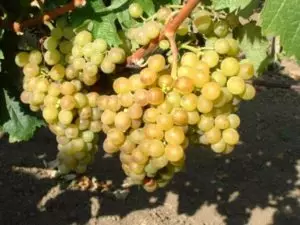 Katrangan saka Varietas Anggur Hybrid Mutiara Ireng, Jambon, Putih lan Saba