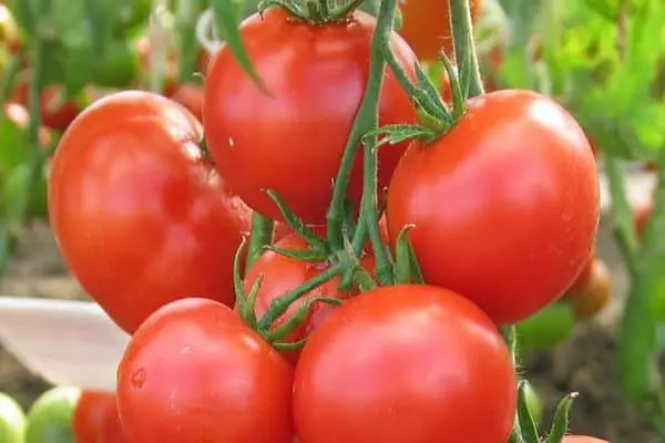Tomatov-lajikkeet