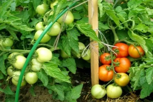 Tomaten Marken