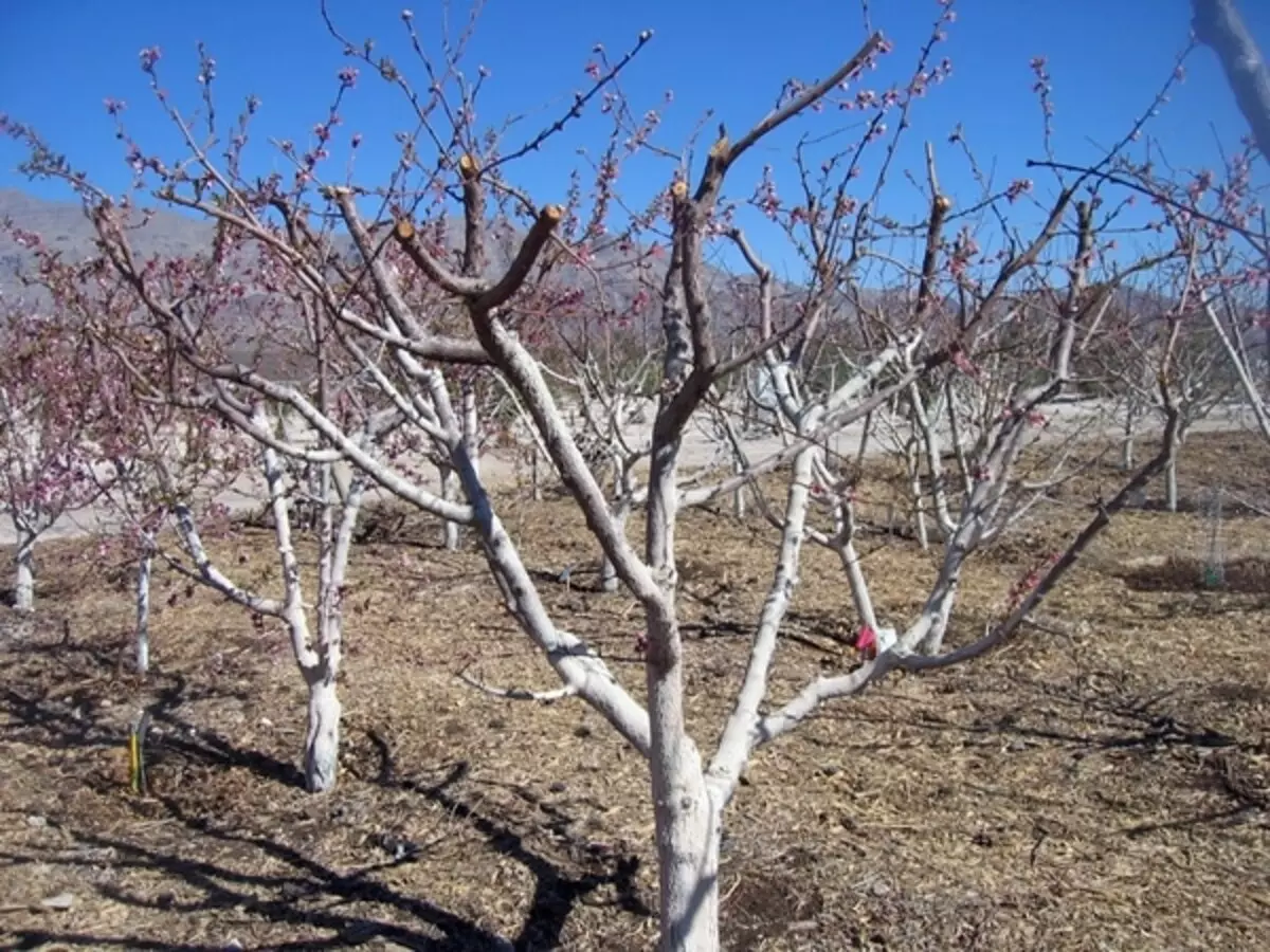 Cropping Apricot.