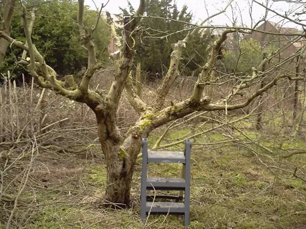 Pêvajoya îttîotîna Pruning