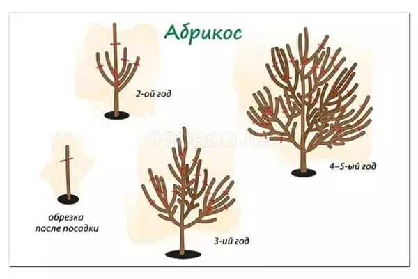 Kupogoa apricot kwa mwaka.