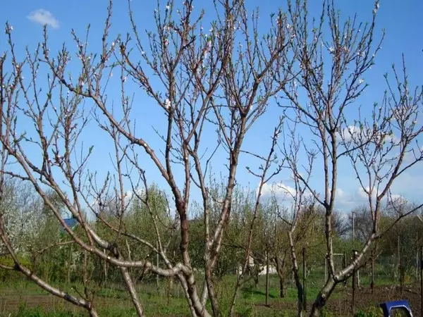 Caise în toamna