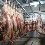 Životni izlaz za meso govedine: čiste mase tablicu i kako odrediti u prosjeku 4756_10