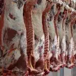 Yaşayan Sığır eti eti çıkışı: Kütle masaları ve ortalama olarak nasıl belirlenir 4756_4