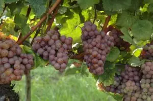 ລາຍລະອຽດແລະຄຸນລັກສະນະຂອງ Grapes Grapes Grapier, ການຂະຫຍາຍຕົວແລະການດູແລ