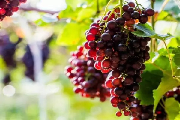 Reprodução de uva