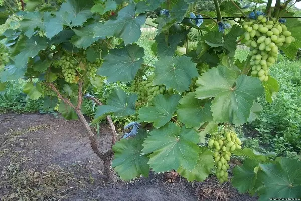 Caring for grapes