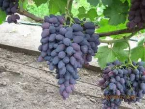 Description et caractéristiques des raisins des raisins d'Atos, des règles de culture et de particularités des soins
