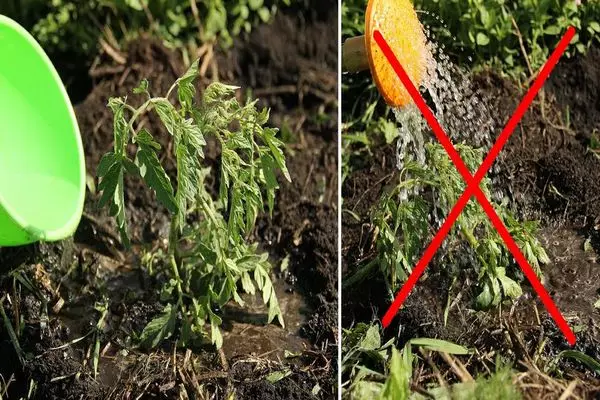 Kako biljite rajčicu, a ne vode: Kako rasti u otvorenom tlu i stakleniku