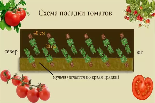 Schéma výsadby paradajok