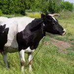 Cetosi en vaques: causes, símptomes i esquemes de tractament a casa 4766_12