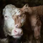 Kétose chez les vaches: causes, symptômes et schémas de traitement à la maison 4766_2